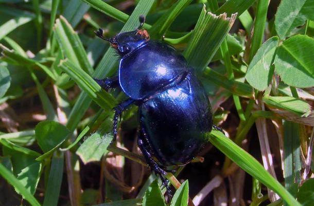 Uloga i simbolika poznatih kukaca – Wish